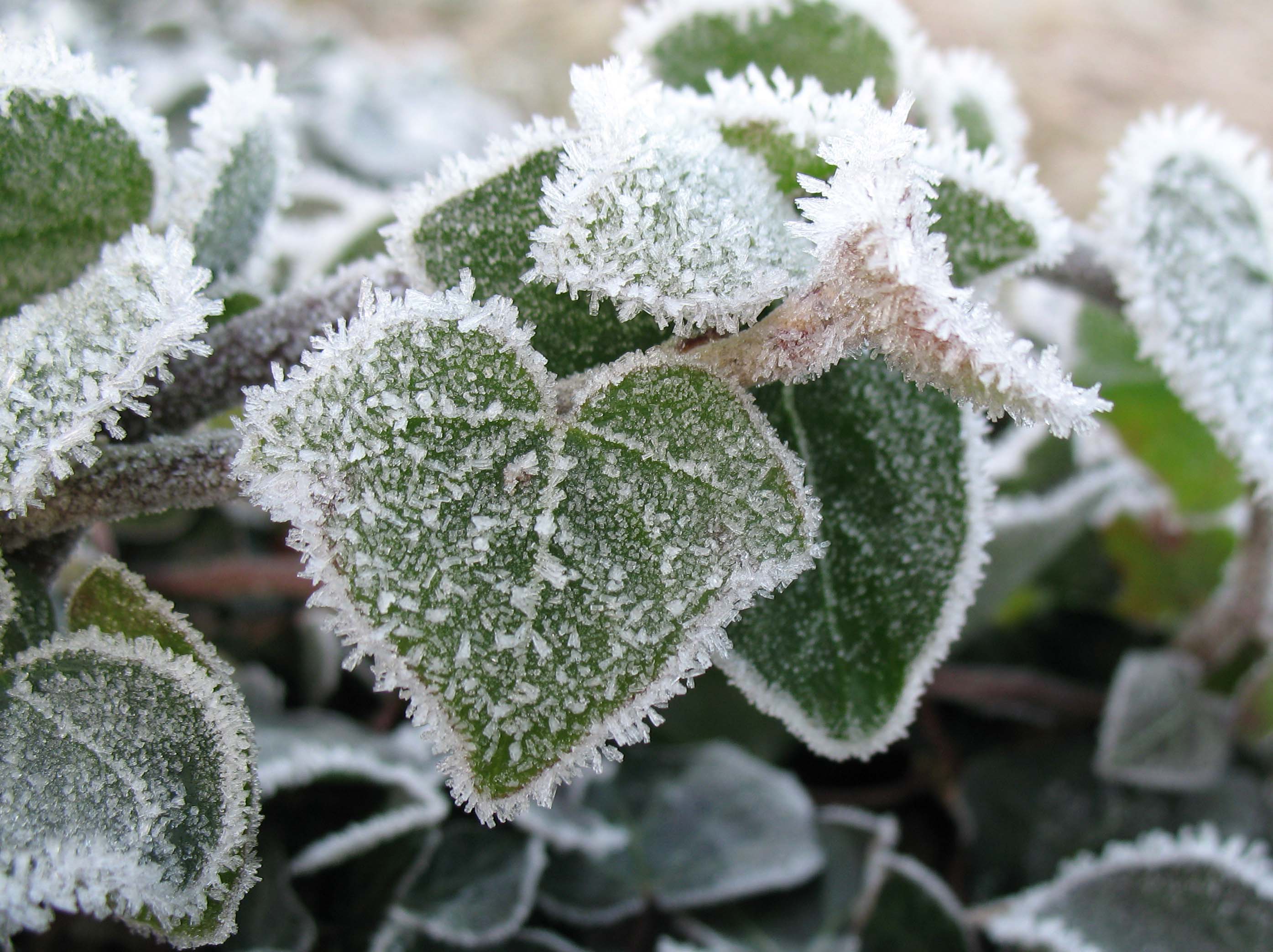 Ruth King | Elementary School